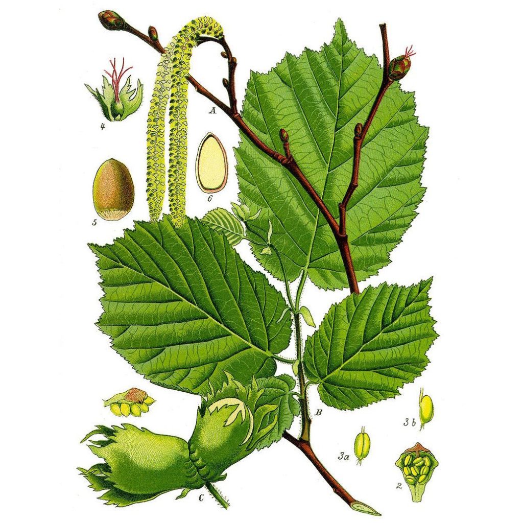 noisetier commun 'Merveille de Bolwiller' — Sylve & Fruit